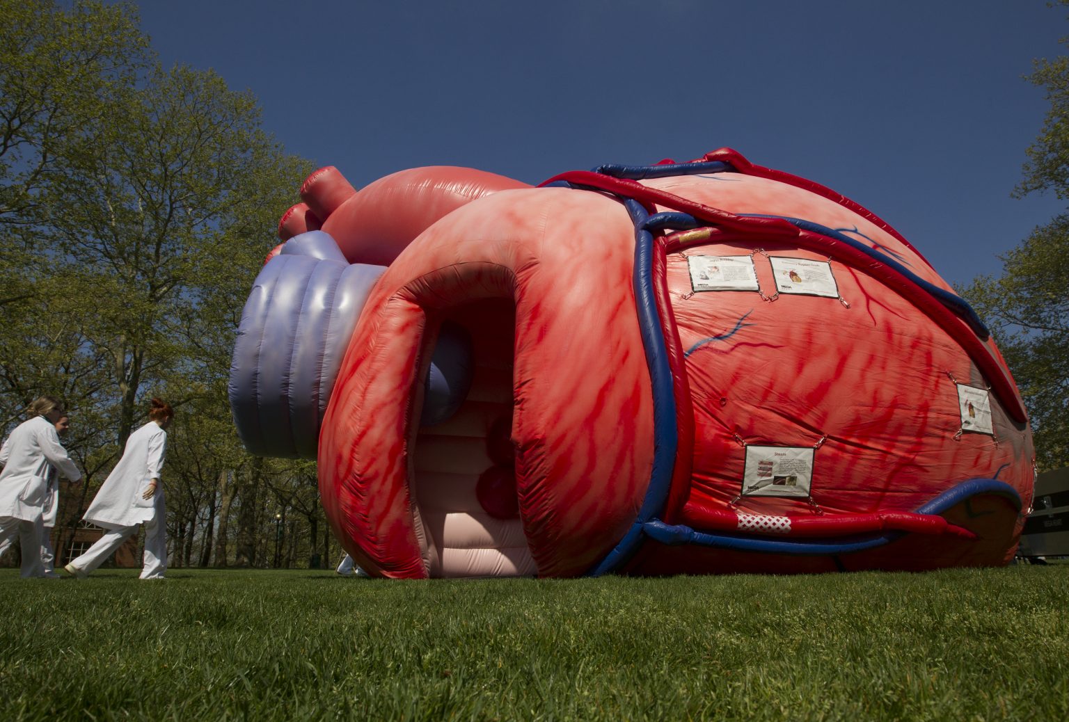 mega heart® | Medical Inflatables